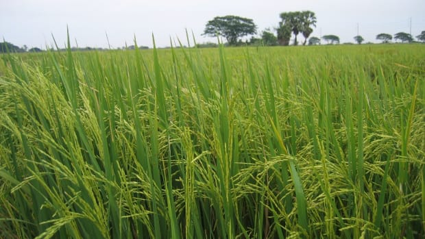 The White Women: The Dutch Legend of the Witte Wieven - LetterPile