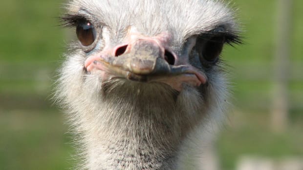 Hamster Poem - LetterPile