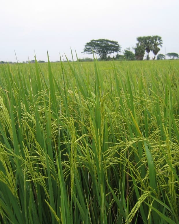 The White Women: The Dutch Legend of the Witte Wieven - LetterPile