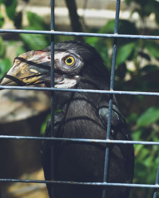 How Wonderful It Will Be To Set A Caged Bird Free! - LetterPile