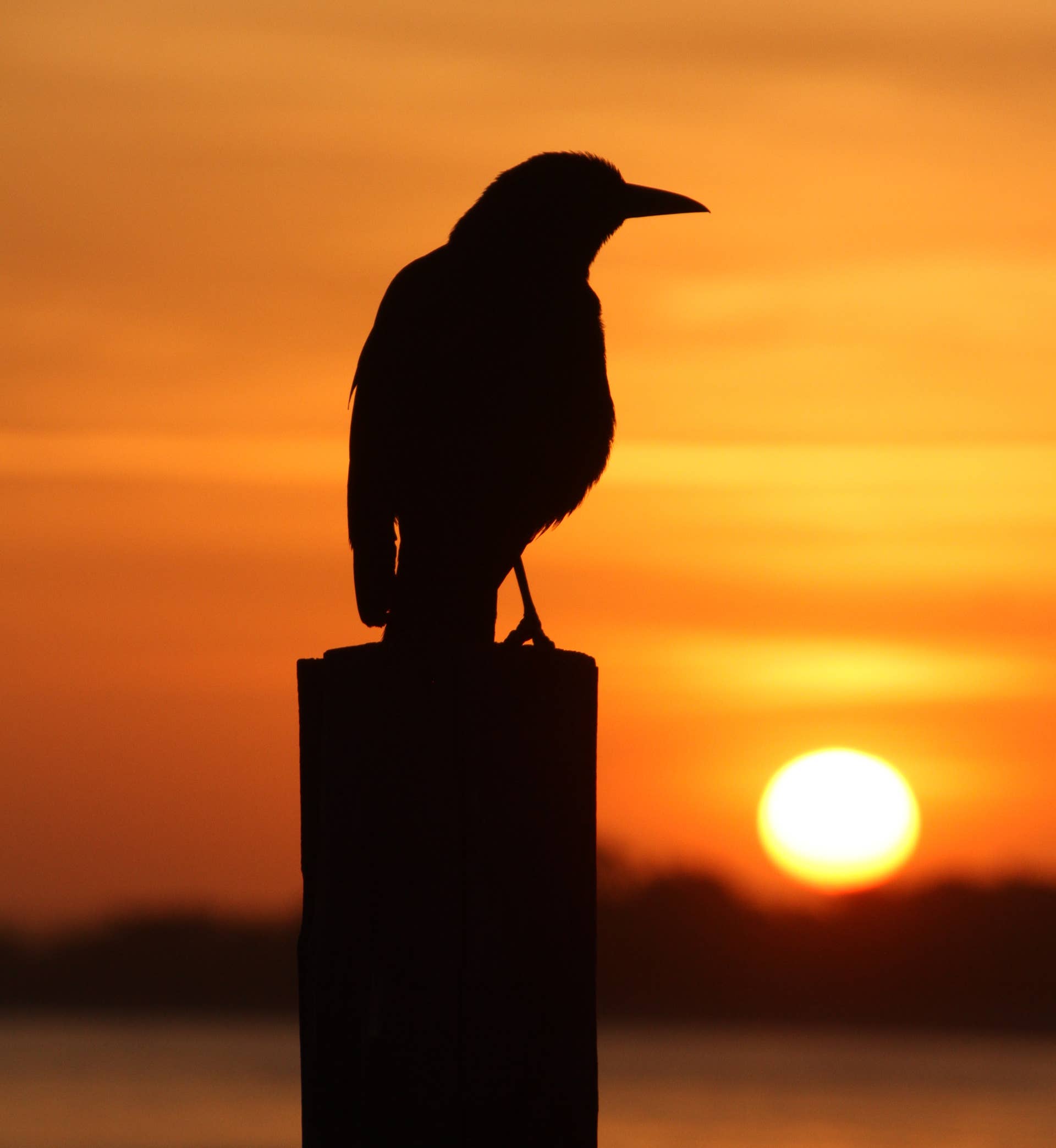 13 Bible Verses About Birds with Explanations and Other Religions ...