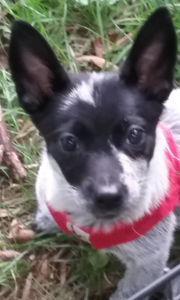 My Dolly My Dolly - LetterPile