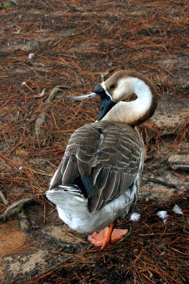 13 Bible Verses About Birds with Explanations and Other Religions ...