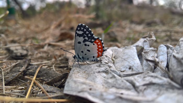 Understanding the True Meaning of Beauty - LetterPile