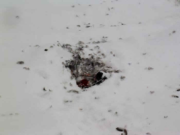 Exploding Pigeons? - LetterPile