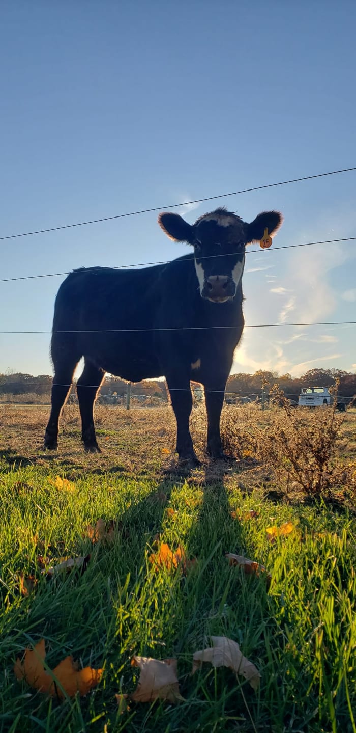 10 Types of Cows and Why I Like Them - LetterPile