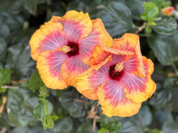 Poem: Hibiscus Happy - LetterPile