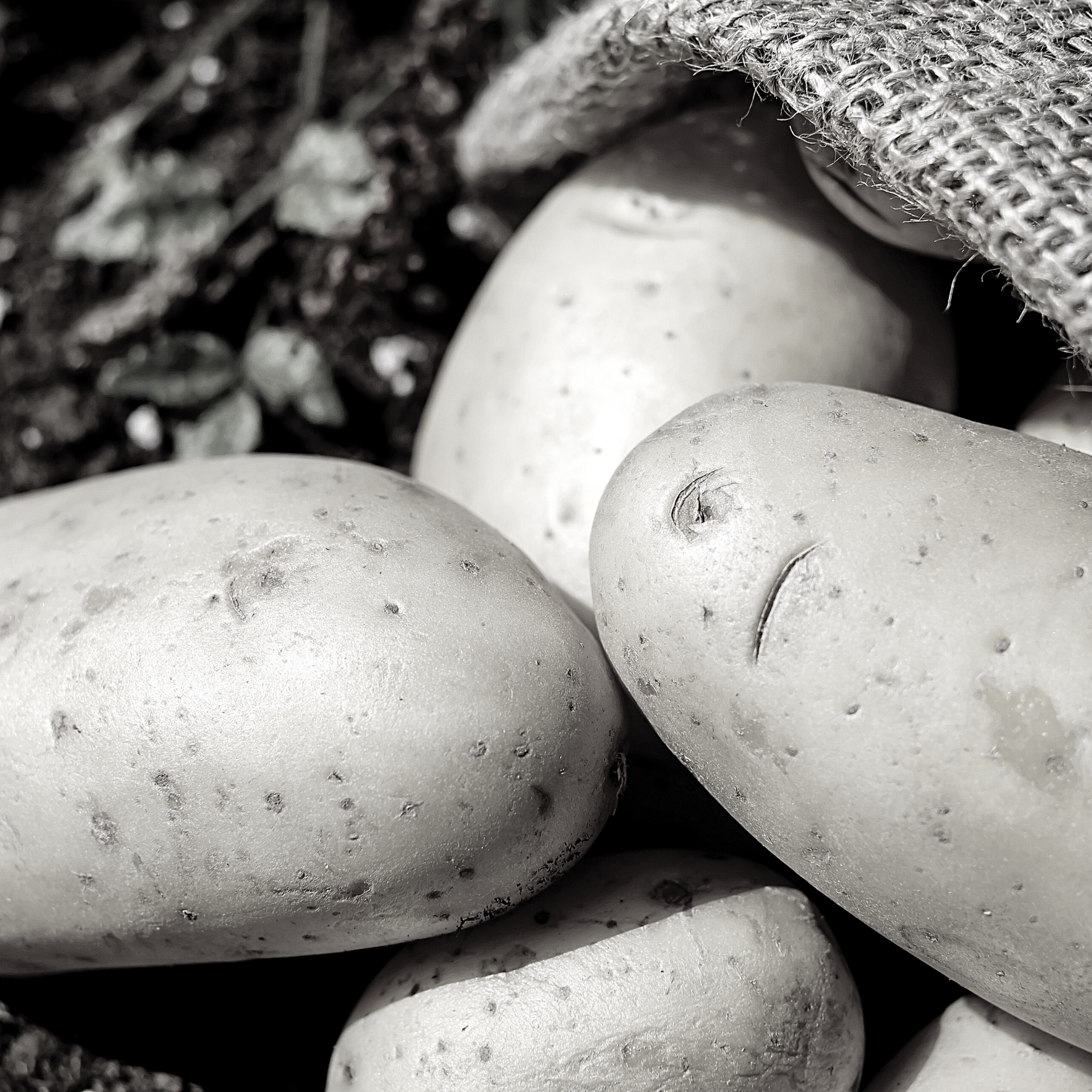 Potato: An Acrostic Poem - LetterPile