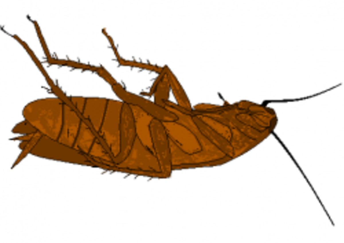 Mr. and Mrs. Roach - A Love Story - LetterPile