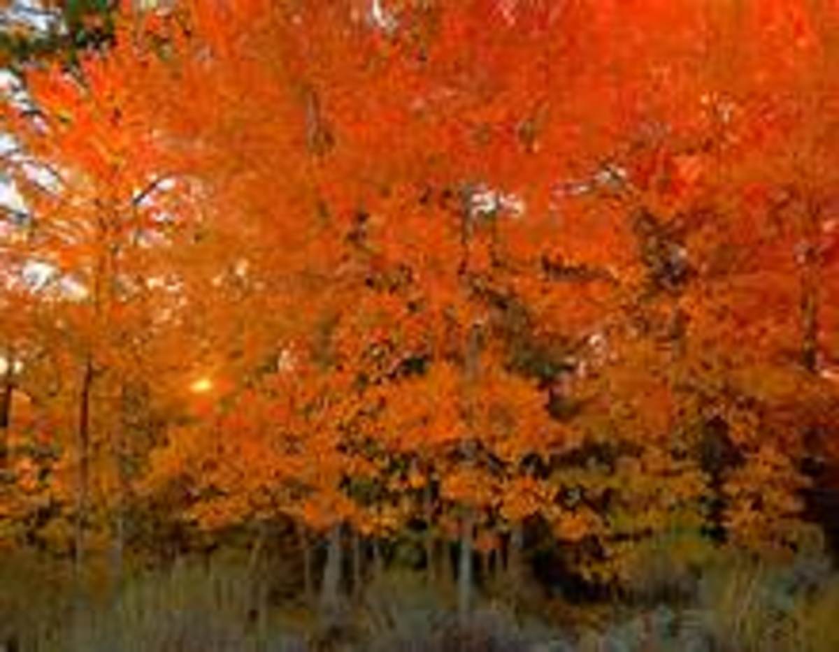 Autumn Limericks - LetterPile