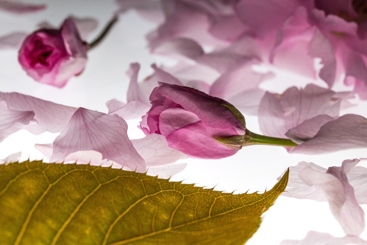 Falling Flowers: A Poem - LetterPile