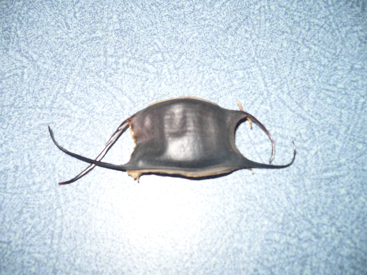 Florida Beachcombing Finds: Crucifix Fish, Sand Dollars, Shark Pods ...