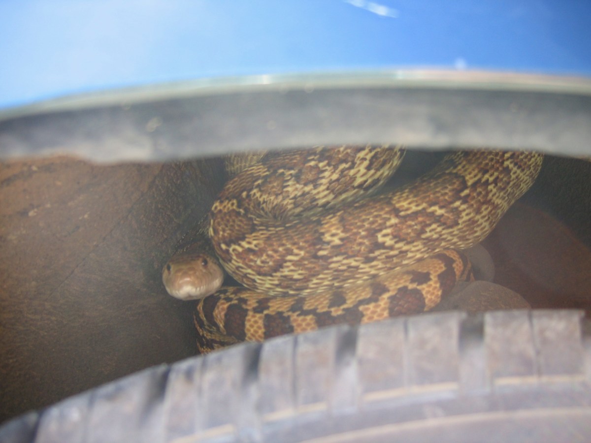 How to Get a Rattlesnake Out of Your Car's Engine and Other Snake ...