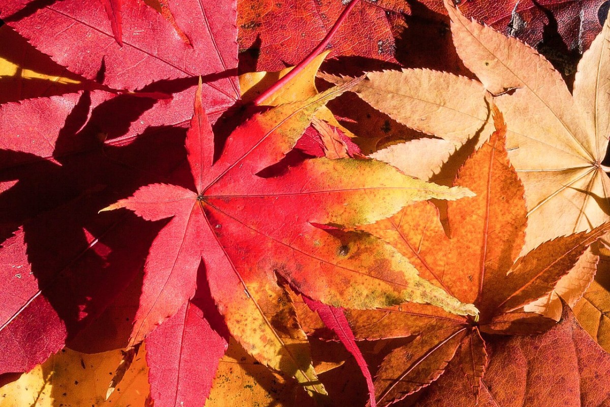 Autumn Leaves and Fall Colors: Science Facts and a Poem - LetterPile