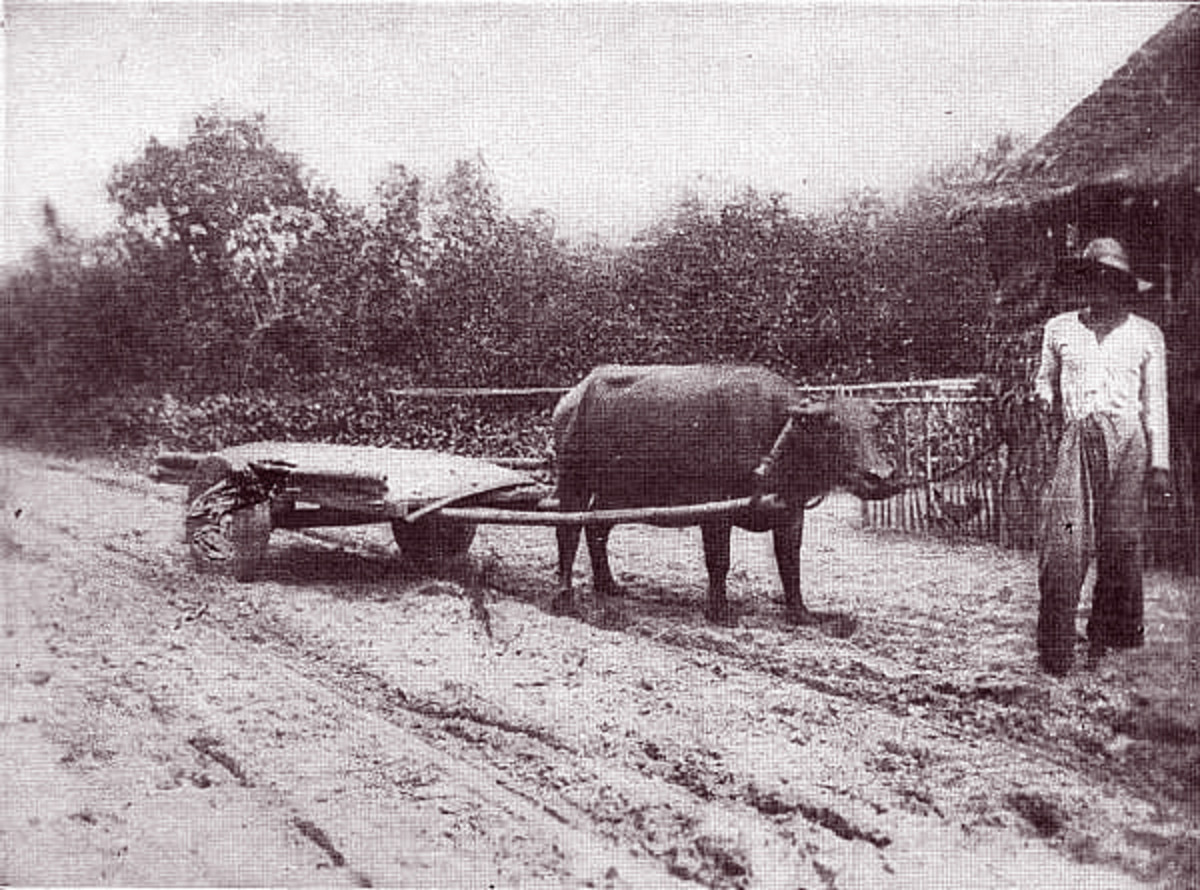 Story of a Mangbabarang (The Witch's Curse) - LetterPile