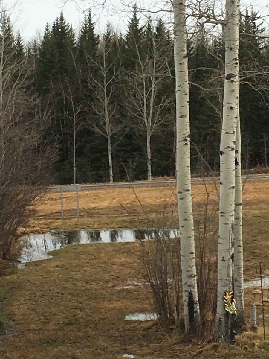 Come Back April Rain! - LetterPile