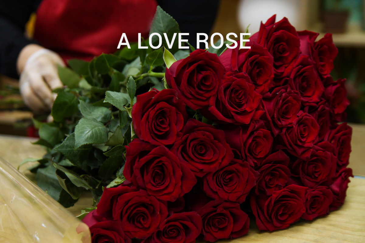 A Love Rose - LetterPile