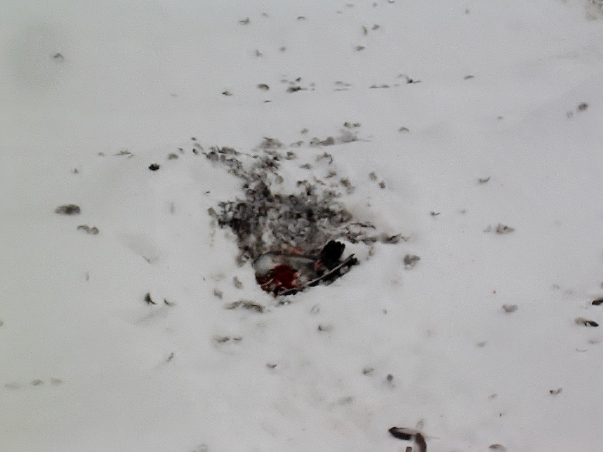 Exploding Pigeons? - LetterPile