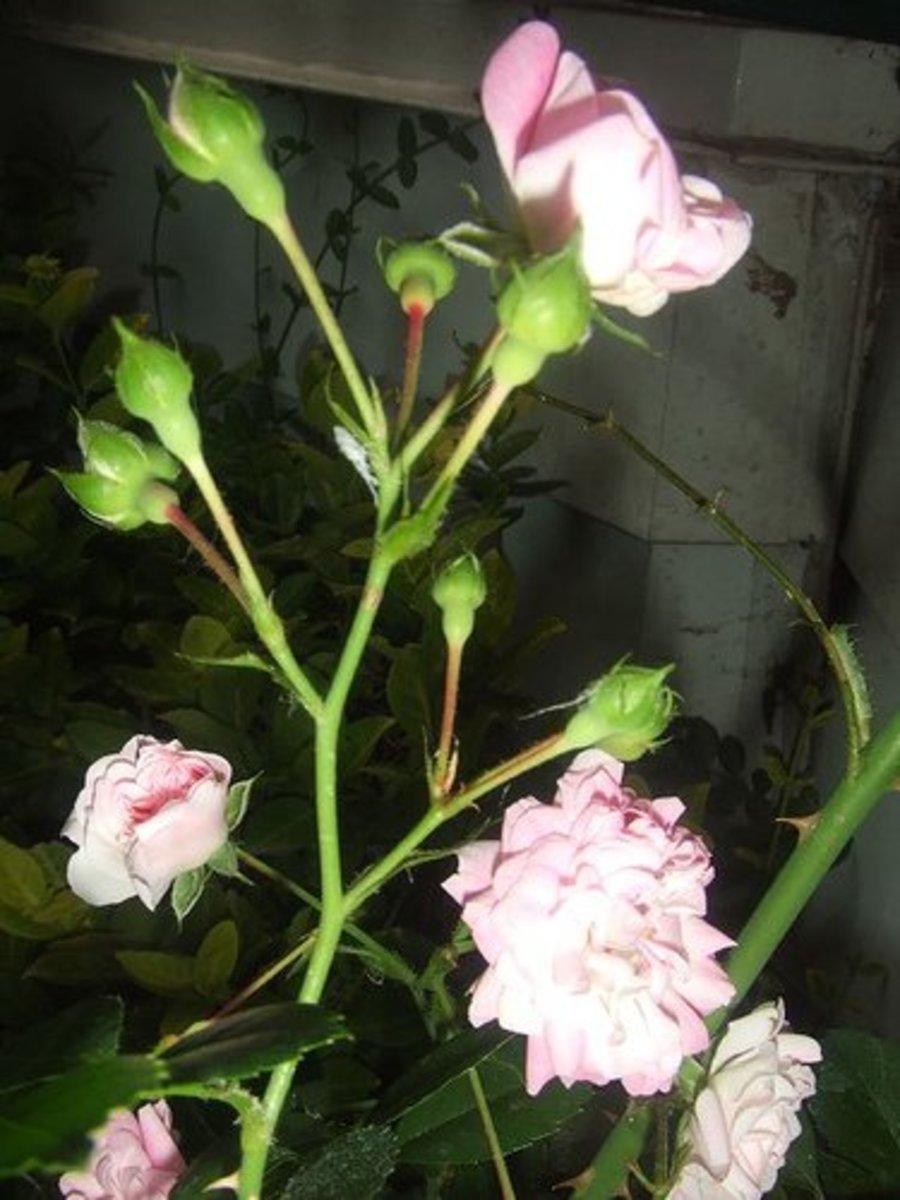 The Rose Flower Structure, Uses and Symbolism (With Pictures) - LetterPile