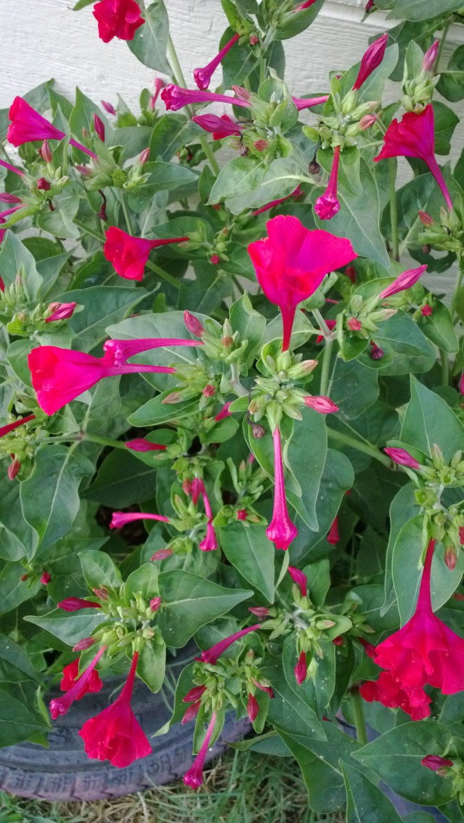 My Oklahoma Flower Garden - LetterPile