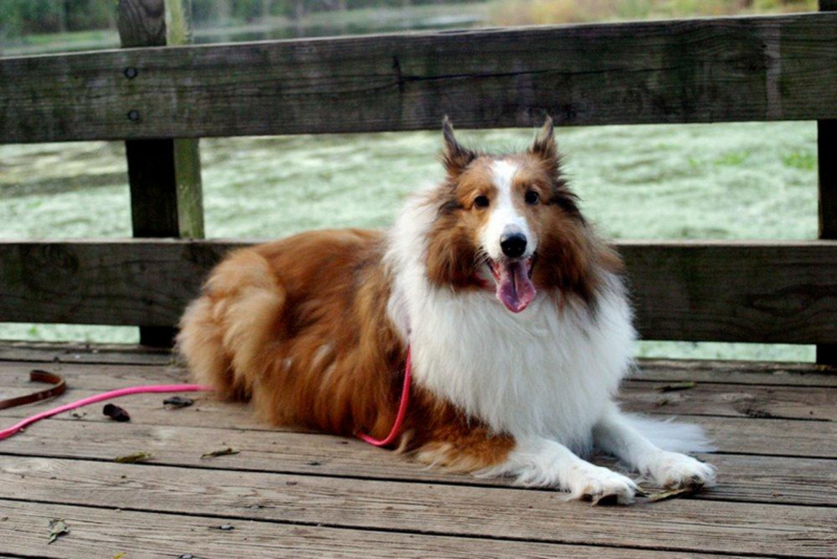 How My Collie Dog Saved My Life: A Short Story - LetterPile