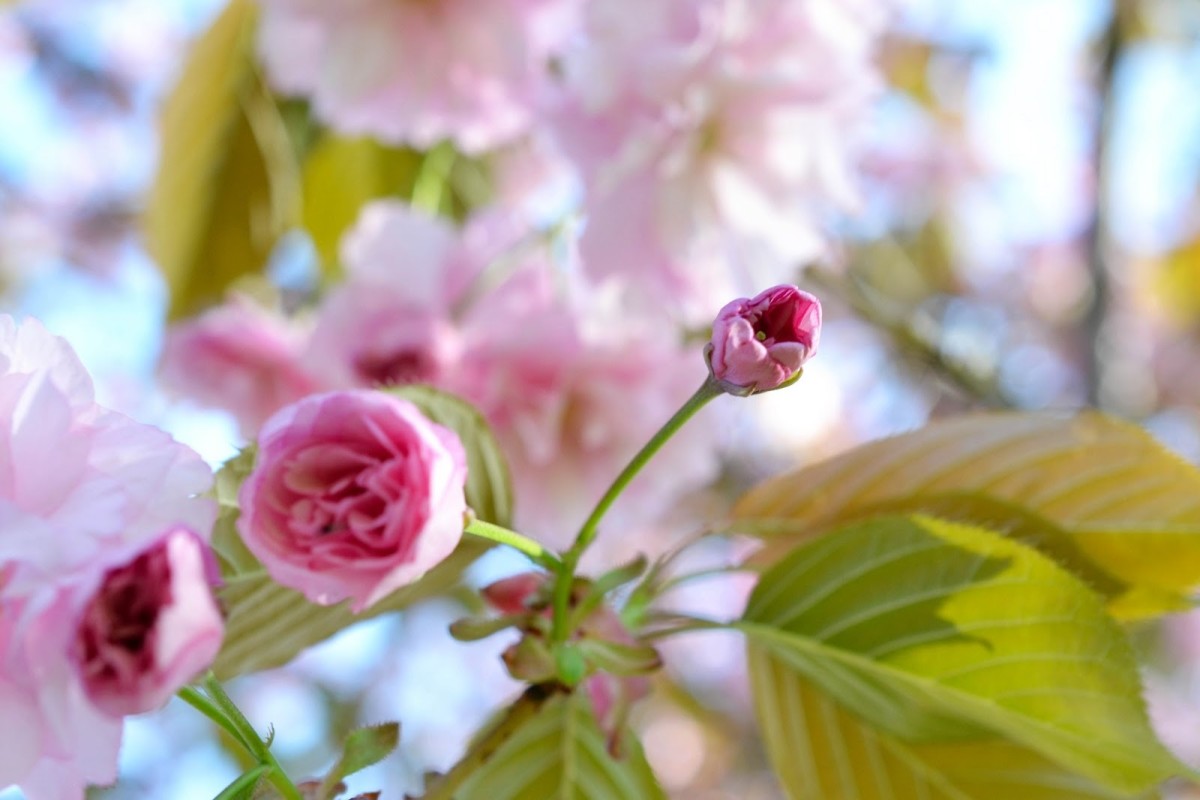 Nature and Ethereal Poems. Friday's Inspiration 15. to My Didi Ji ...