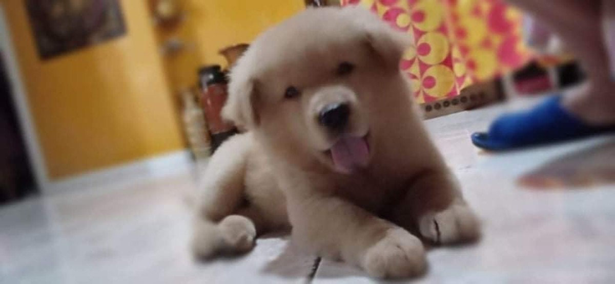 My Dog Pepper (A Haiku) - LetterPile