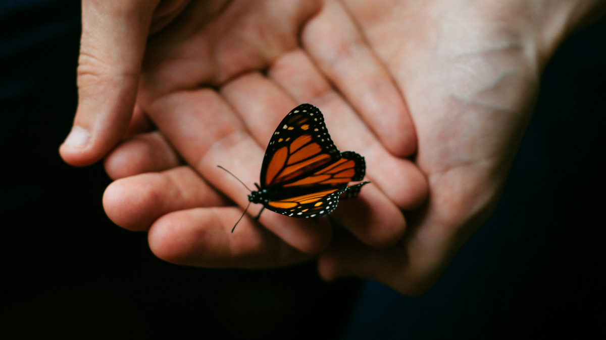 A Little Butterfly, a Poem - LetterPile