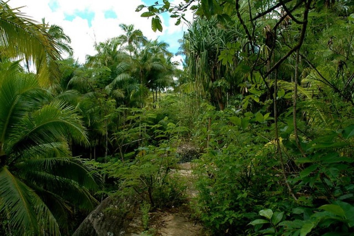 Guam: Wildlife Ritidian Refuge Part One - LetterPile