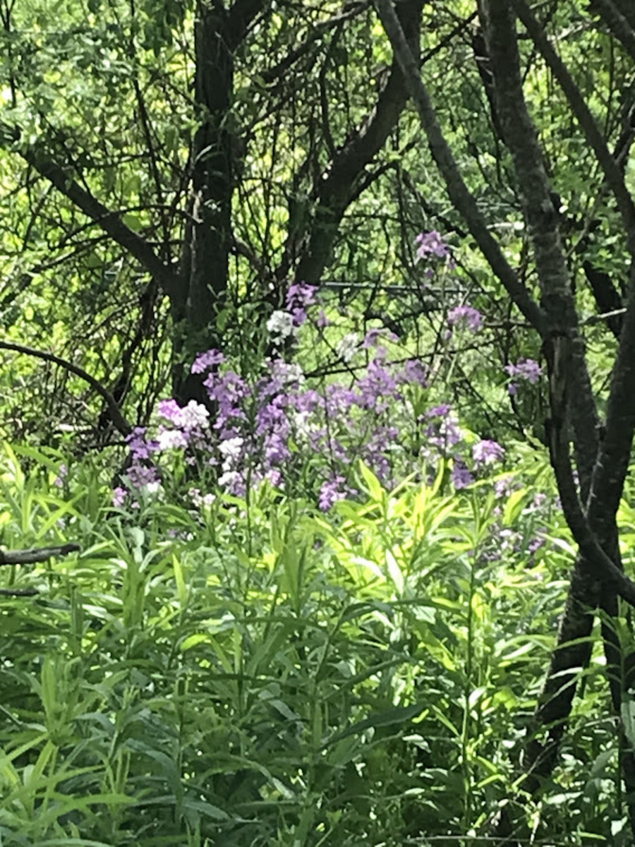 I Think I Saw a Rabbit - LetterPile