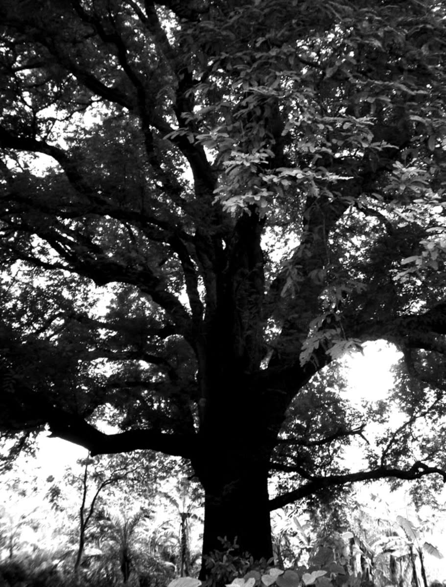 Legend and Stories of the Philippine Kapre Tree Demon - LetterPile