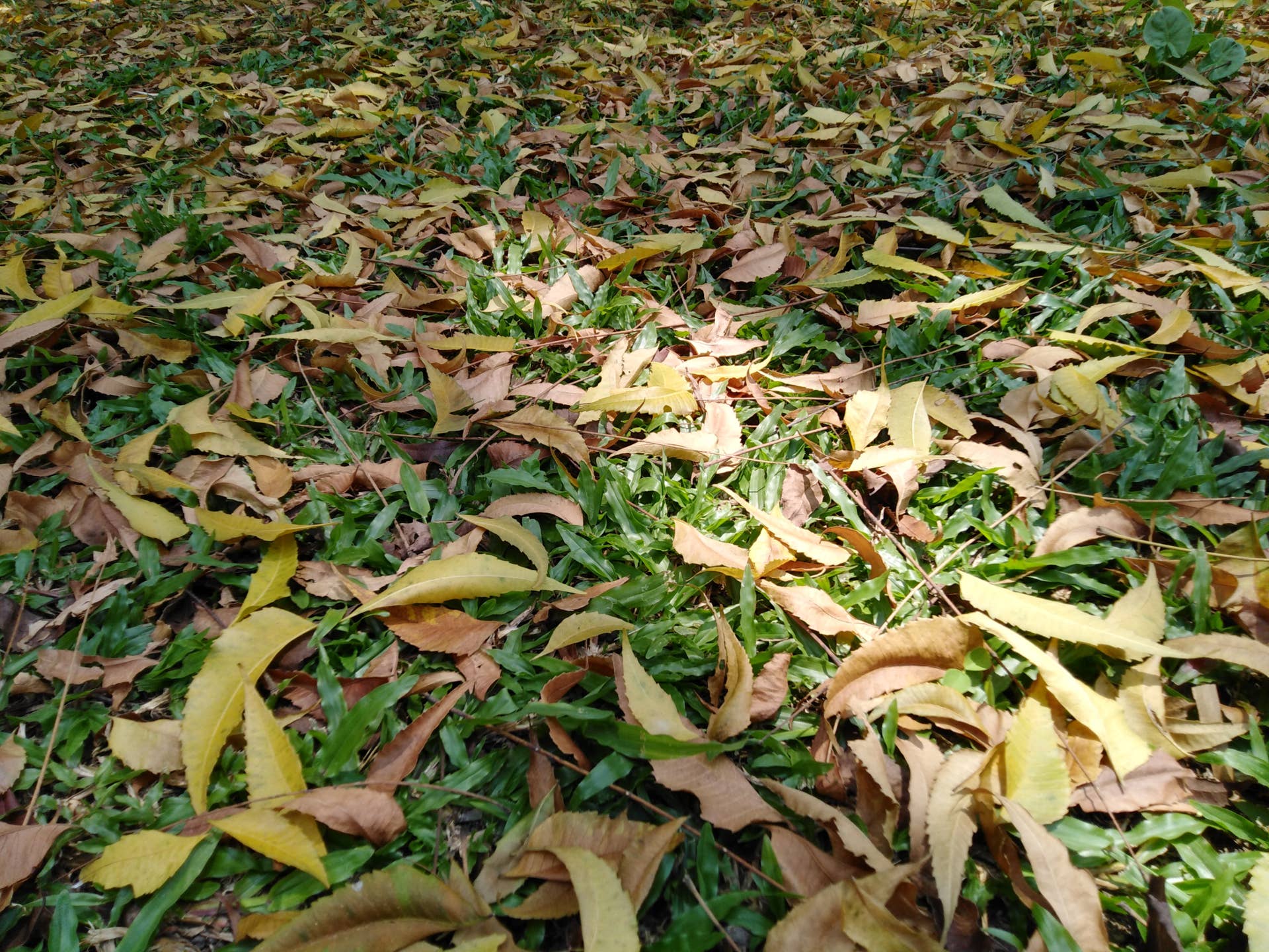 Poem: A Wilted Leaf Has A Life Too - LetterPile