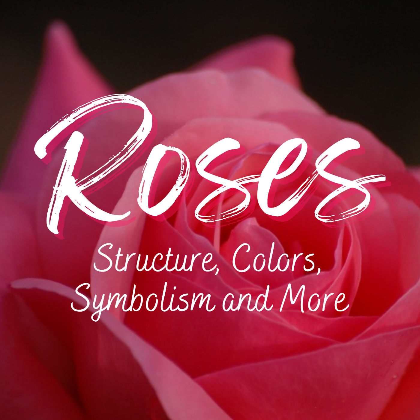 The Rose Flower Structure, Uses and Symbolism (With Pictures) - LetterPile