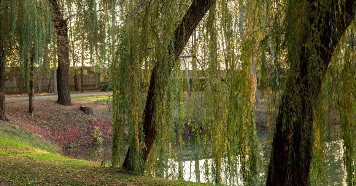 Weeping Willow, Don't Cry - LetterPile