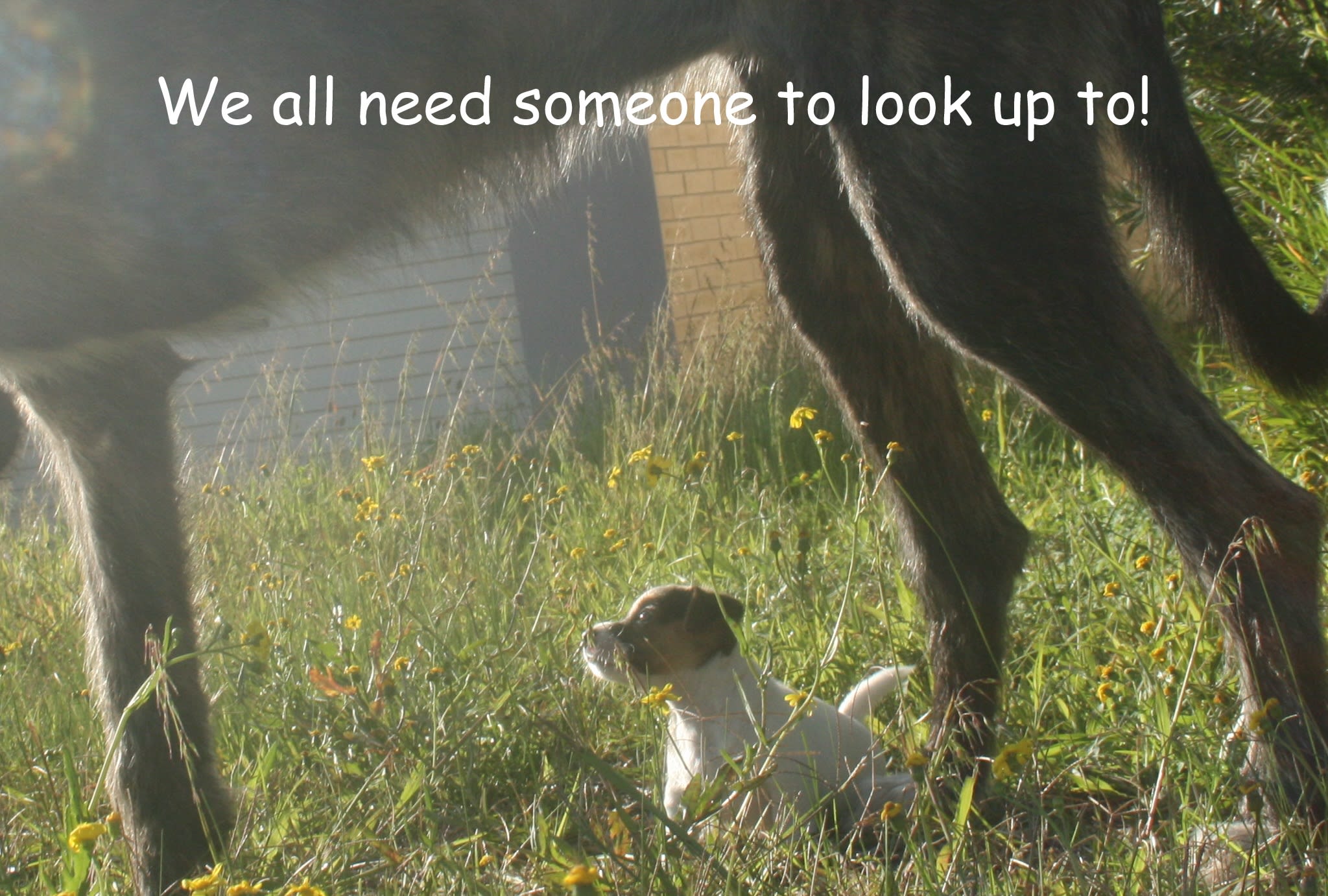 Are You Furreal? Maddog Mom Memes, Puppy Parenting Ponderings, & Tall ...